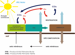 La productivité primaire, une source d’énergie majeure et abondante ...